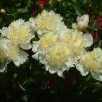 Paeonia Lactiflora Laura Dessert