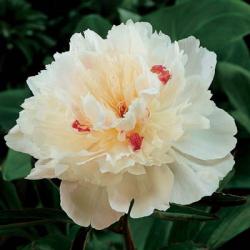 Božur-Paeonia Lactiflora Festiva Maxima