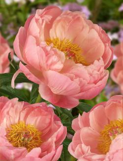 Božur-Paeonia Lactiflora Coral Charm