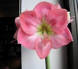 Amaryllis Single Vera