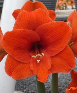 Amaryllis Single Orange – Naranja