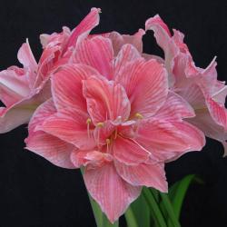 Amaryllis Double Sweet Nimph