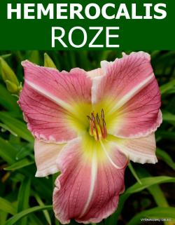 Hemerocalis roze