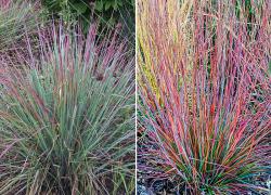 Andropogon scoparius Standing Ovation -ukrasna trava