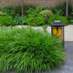 Hakonechloa macra Green - japanska trava