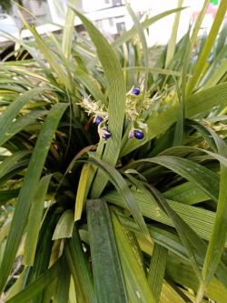 Ophiopogon Jaburan Vittatus