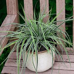 Carex oshimensis Everest