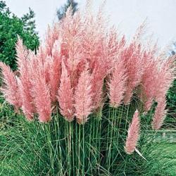 Cortaderia selloana Rosea,pampas trava - roze cvet,veci bokor