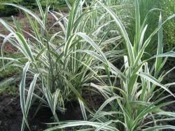Miscanthus sinensis Cosmopolitan