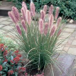 Pennisetum alopecuroides Moudry