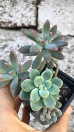 Mix xGraptosedum Francesco Baldi, Graptosedum Paseo