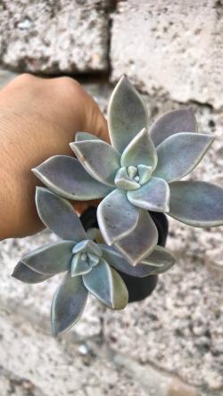 Graptosedum Paraguayense, Kameni cvet