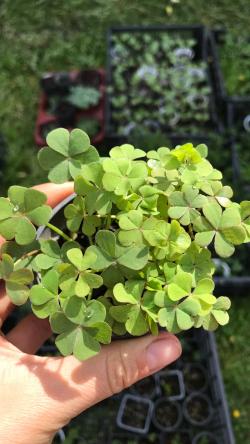 Oxalis articulata, ukrasna detelina sa roze cvetom, perena