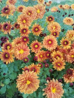 Hrizantema oranž visoka