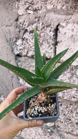 Sukulent Aloe sp.
