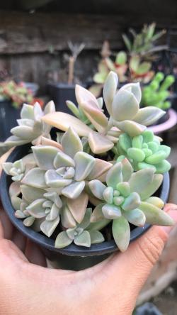 Graptopetalum Paraguayense mix , Kameni cvet
