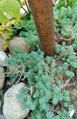 Sedum rupestre blue