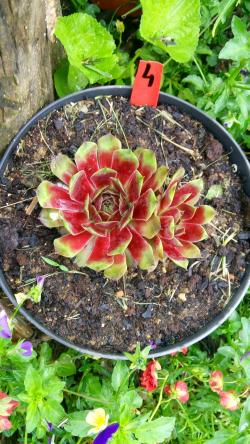 Sempervivum Jungle Fires