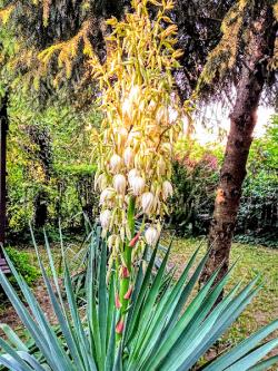 Yucca filamentosa-bastenska juka