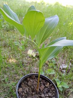 Polygonatum odoratum-Solomonov pečat