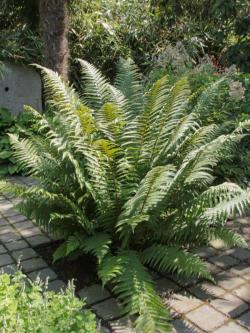 Dryopteris Filis - šumska paprat