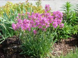 Lychnis viscaria Splendens