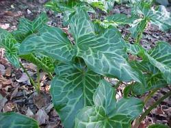 ARUM ITALICUM - Beli kozlac