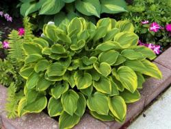 Hosta Golden Tiara P604-1 sadnica