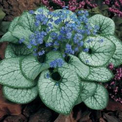 Brunnera Jack Frost- Kavkaski nezaboravak P0124 - 1 sadnica