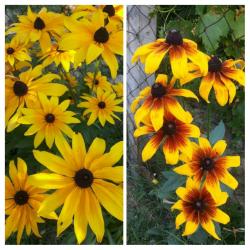 Rudbeckia hirta mix