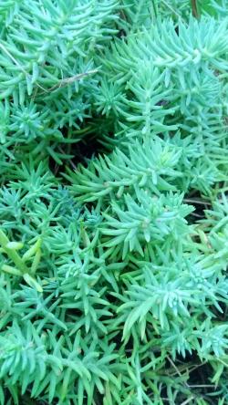 Sedum reflexum Blue