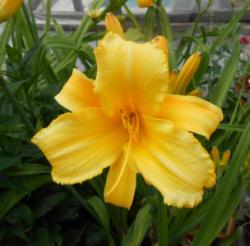 P0110-Hemerocallis Mary Todd