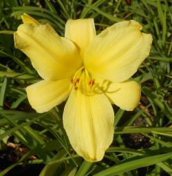Hemerocallis Golden Prize P88129