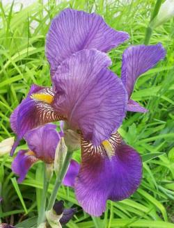 Iris Germanica plavi- sniženje