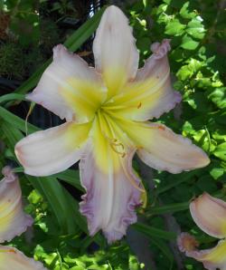 Hemerocallis Regency Height