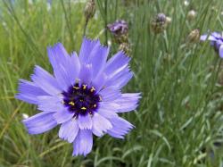 P0175 - CATANANCHE-kupidonova strela