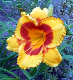 Hemerocallis Fooled me P411