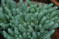 SEDUM rupestre blue