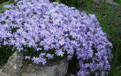 Phlox subulata Purple Beauty