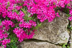 Phlox subulata Scarlet Flame