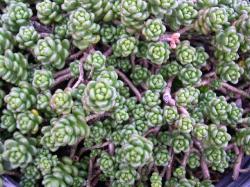 Sedum album Laconicum