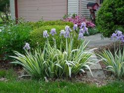 IRIS PALLIDA VARIEGATA sadnica
