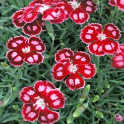 Dianthus