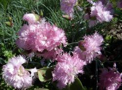 Dianthus plumarius