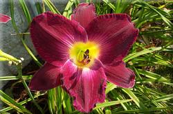 P516-Hemerocallis Strutters Ball-1 sadnica