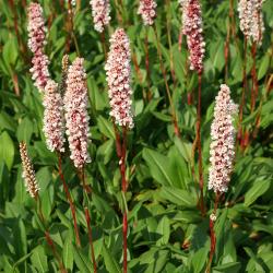 Persicaria affinis