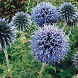 P354-Echinops ritro