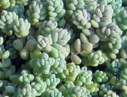 Sedum dasyphyllum burnatii