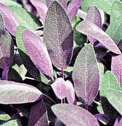 Salvia officinalis purpurea