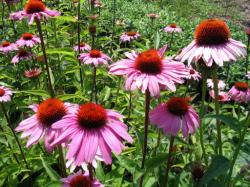 Echinacea purpurea Magnus